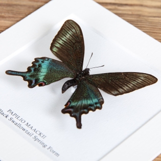 Alpine Black Swallowtail Spring Form (Papilio maackii spring form)