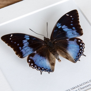 Western Blue Charaxes Butterfly In Box Frame (Charaxes smaragdalis)
