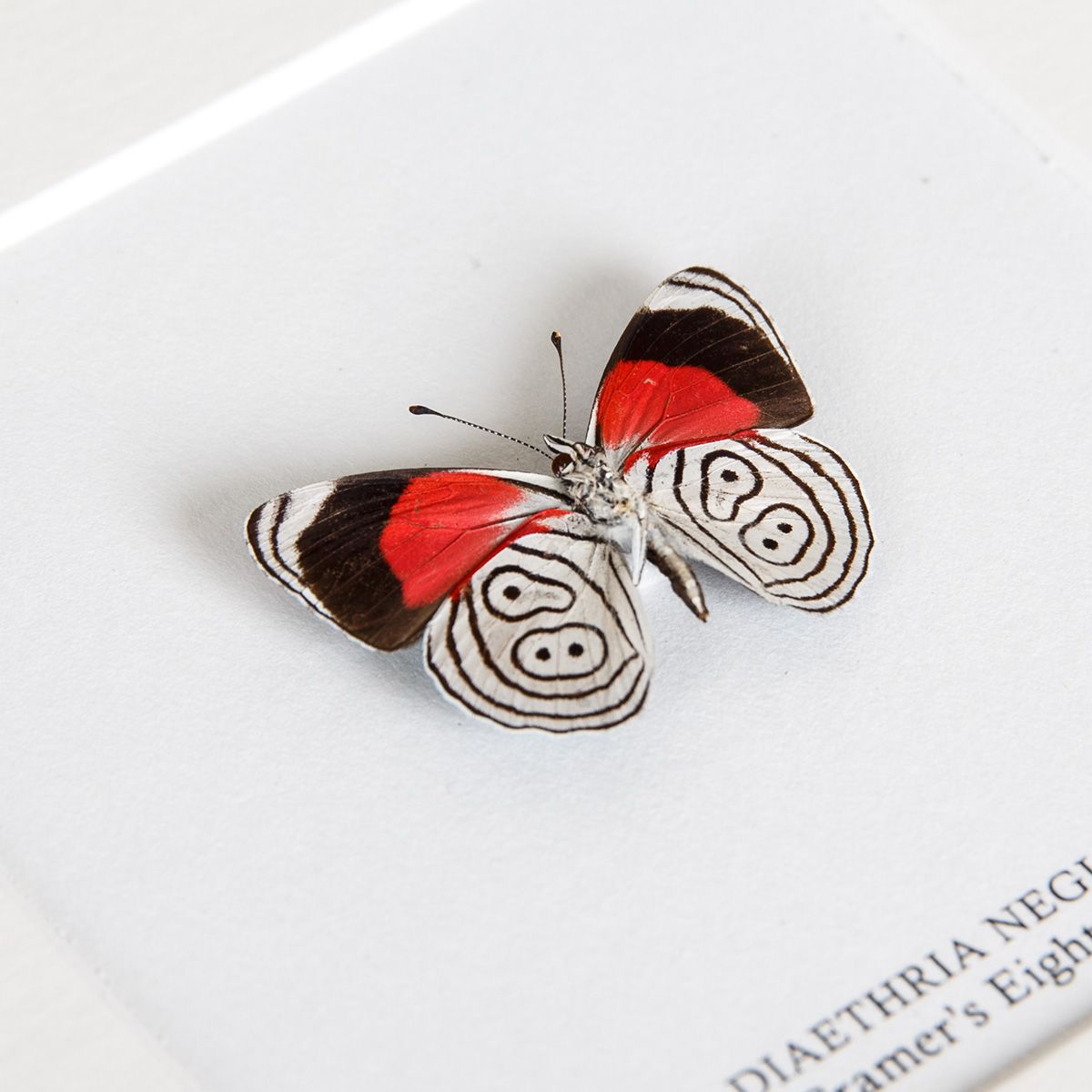 Cramer’s Eighty-Eight Butterfly In Box Frame (Diaethria neglecta)