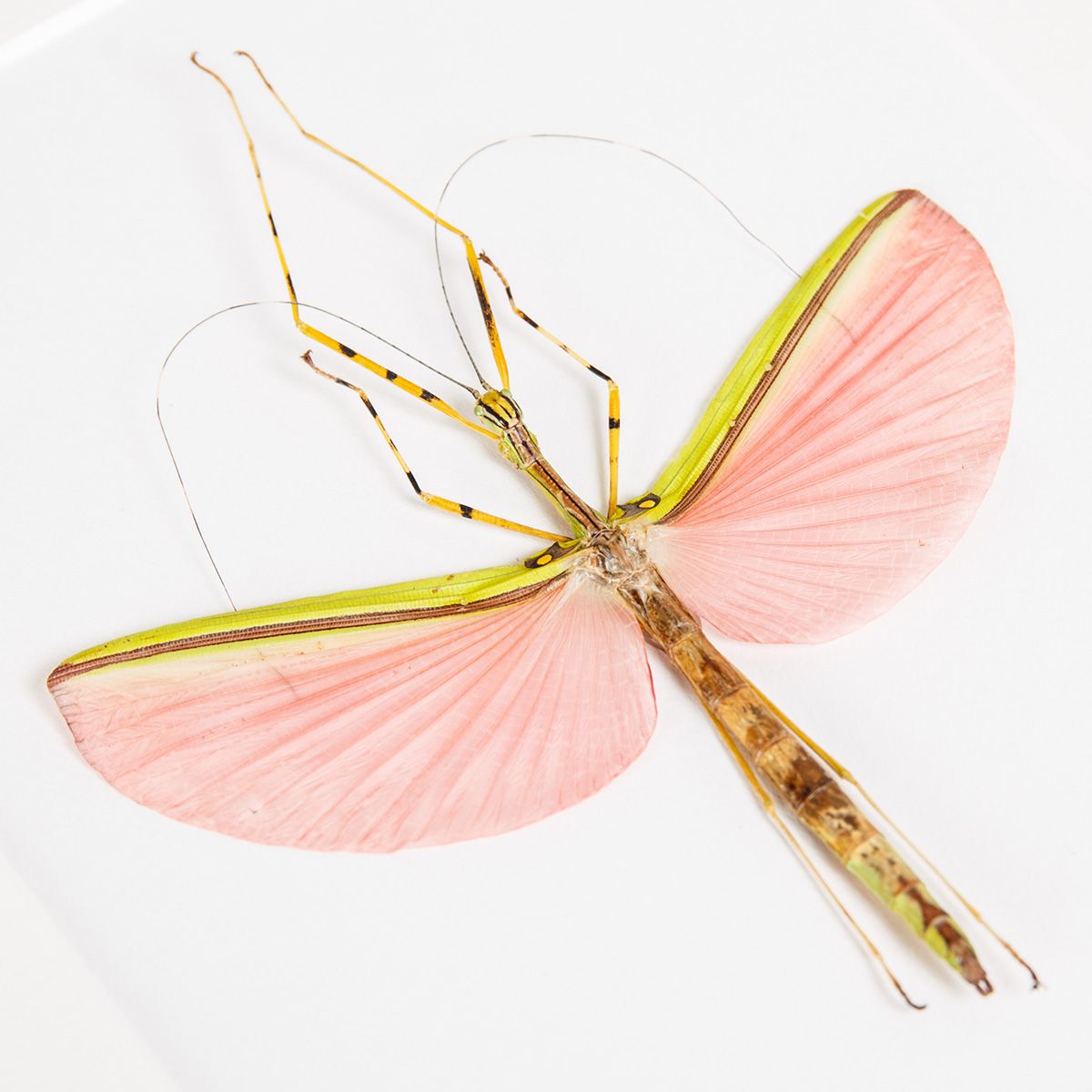 Pink Winged Stick Insect In Box Frame (Necroscia annulipes)