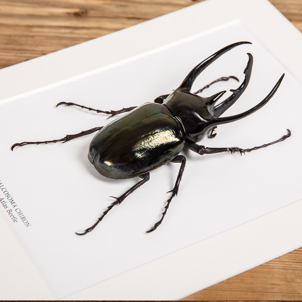 Horned Atlas Beetle