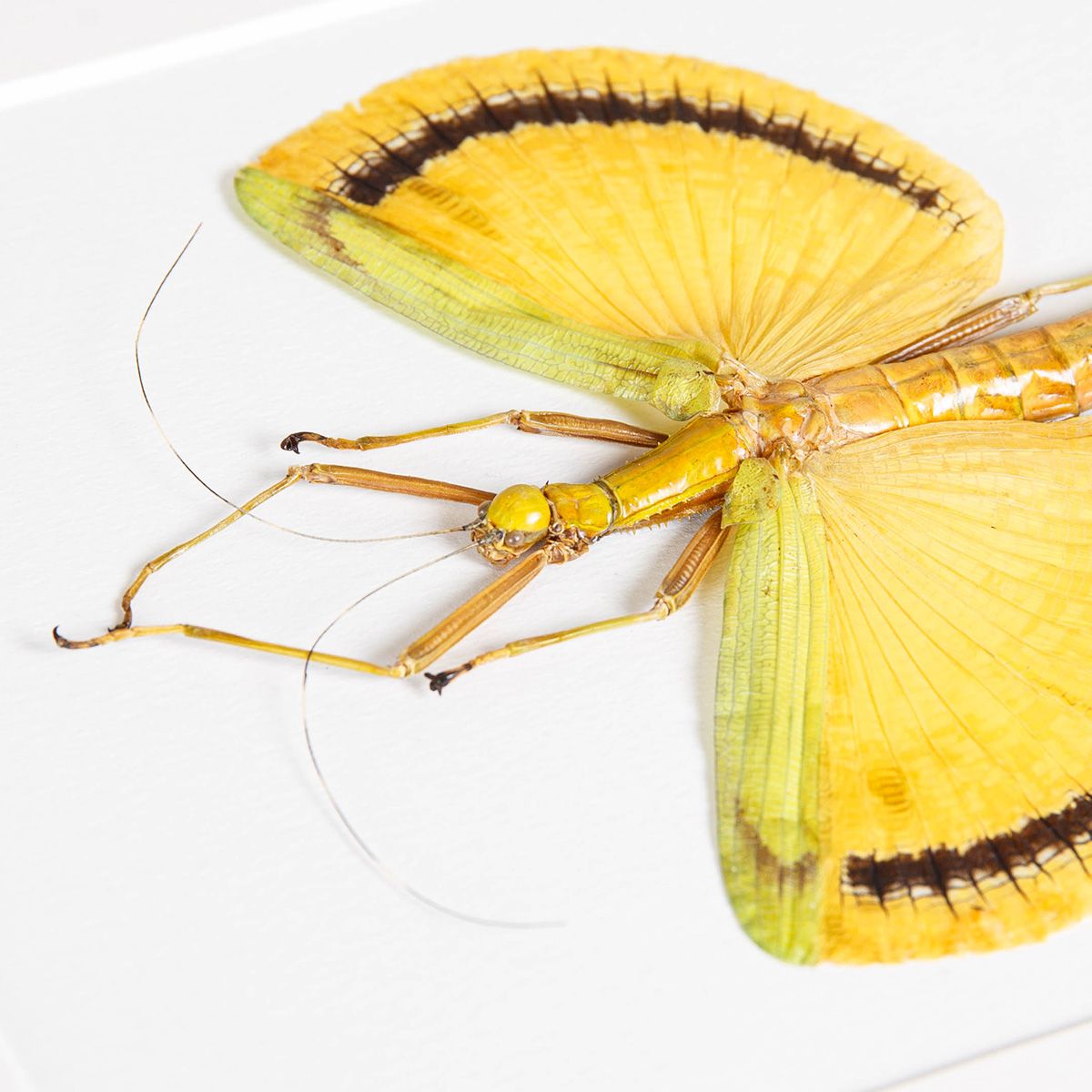Winged Walking Stick Insect In Box Frame (Tagesoidea nigrofasciata)