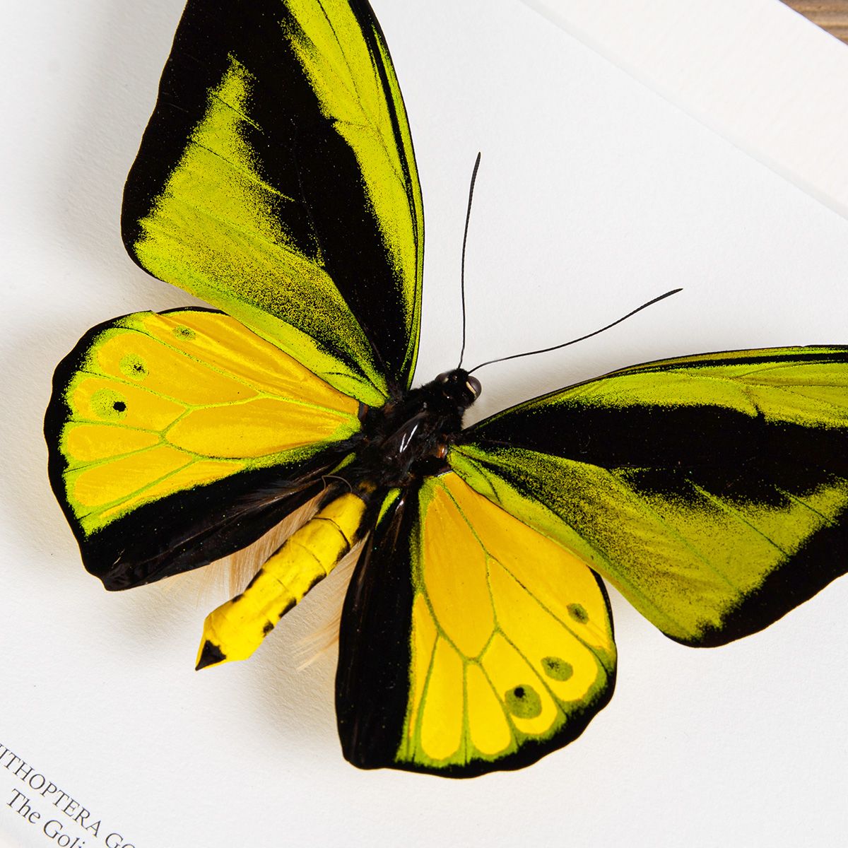 Goliath Birdwing Butterfly