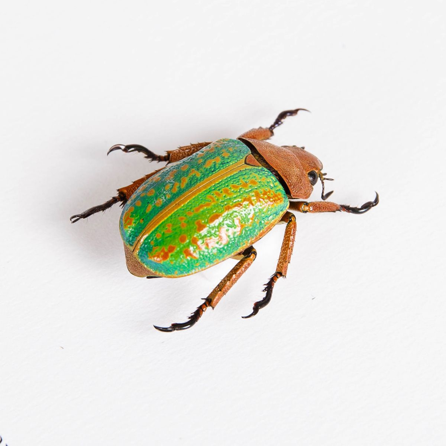 Jewel Scarab Beetle In Box Frame (Plusiotis victorina)