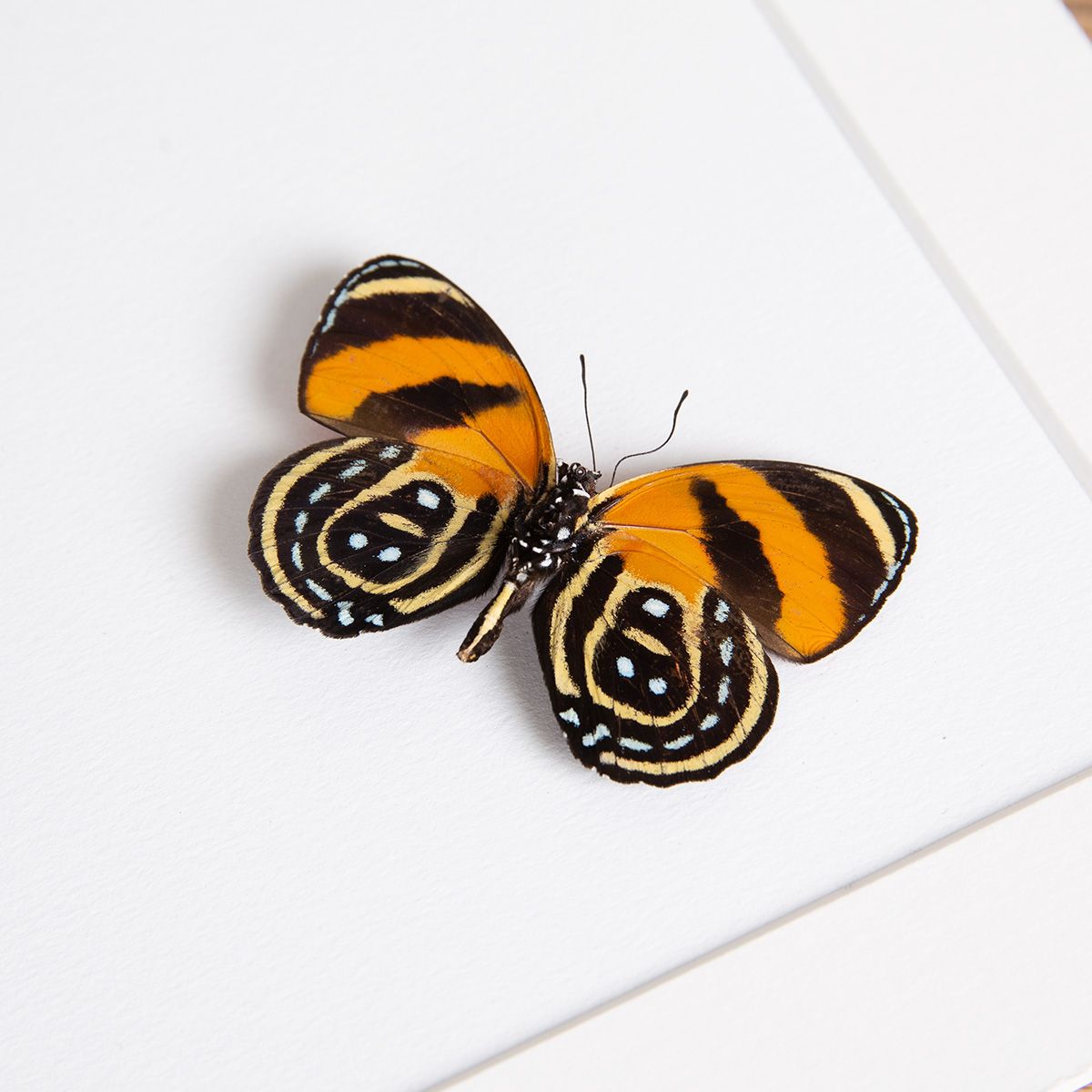 Cynosura eighty-eight Butterfly In Box Frame (Callicore cynosura)