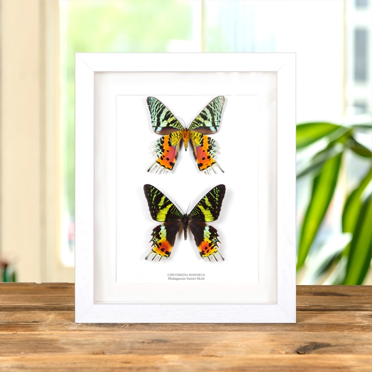 Double Madagascan Sunset Moth (Chrysiridia rhipheus)