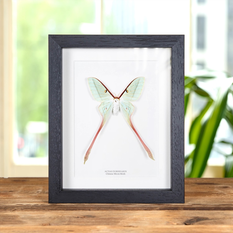Moth Entomology Frames | Real Moth Frames - Minibeast
