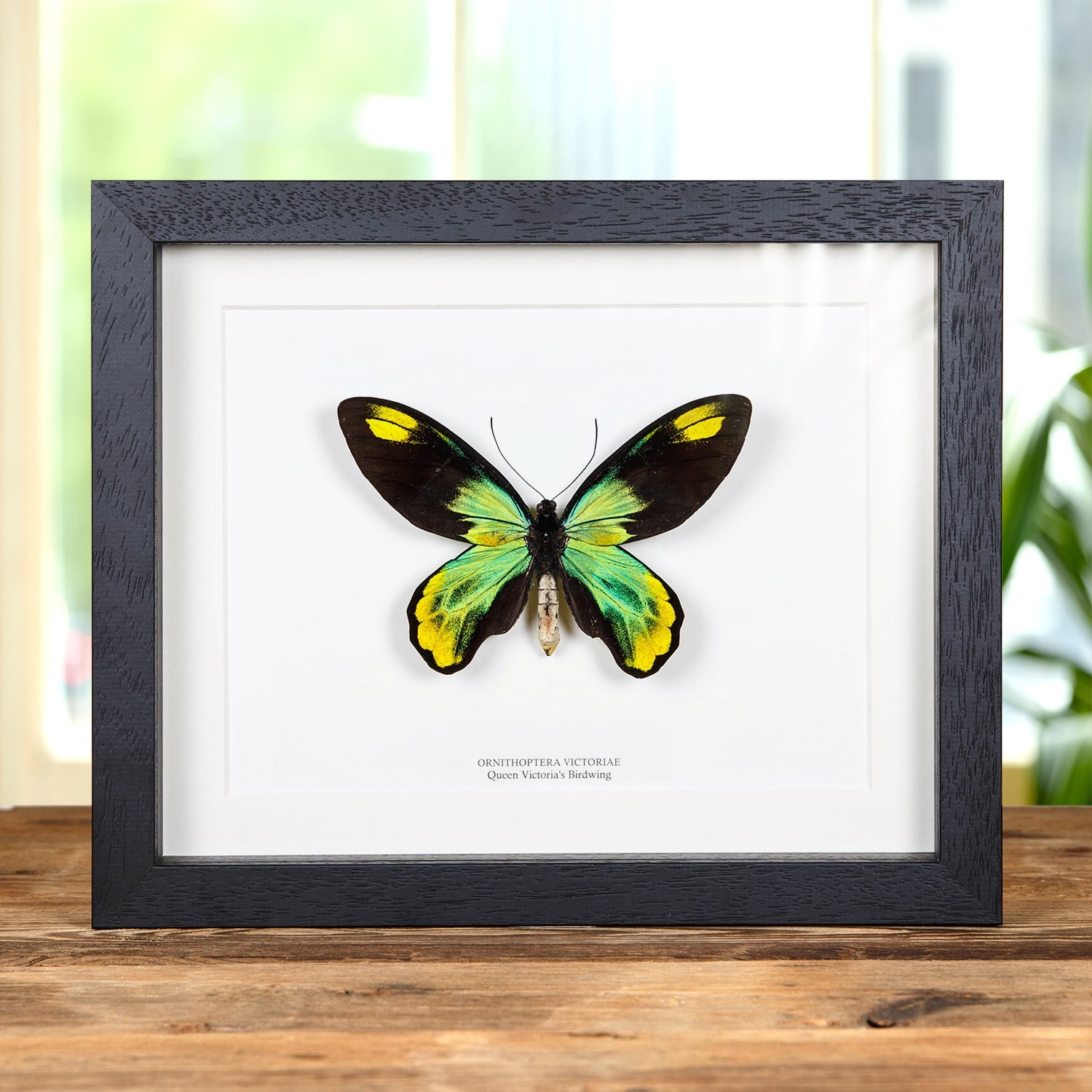 The Queen Victoria's Birdwing in Box Frame (Ornithoptera victoriae)