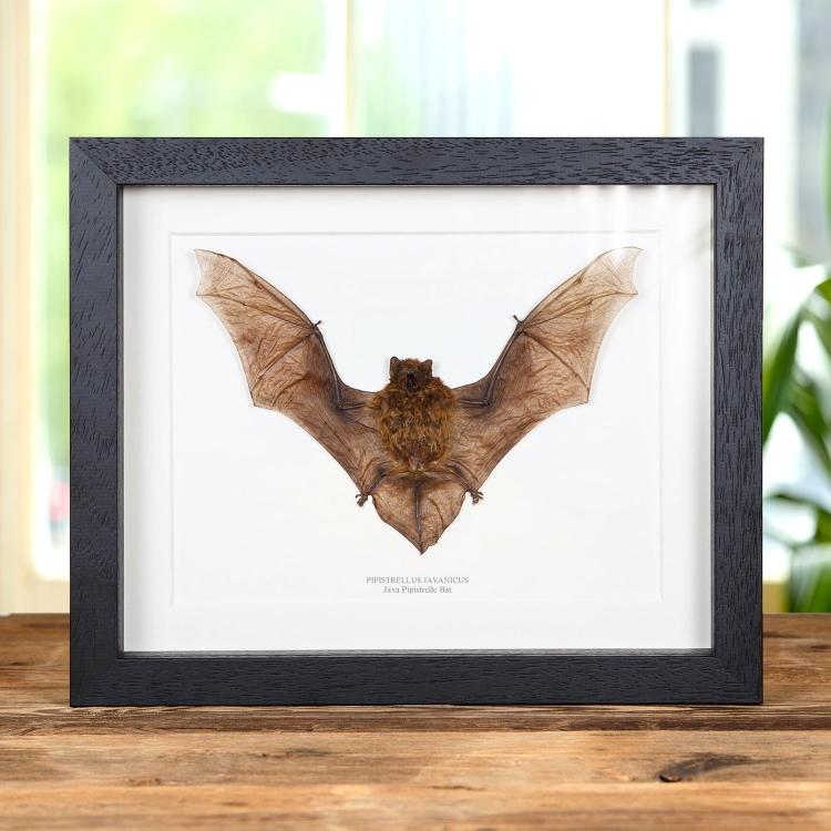 Bat Taxidermy Frames | Framed Bats | Minibeast
