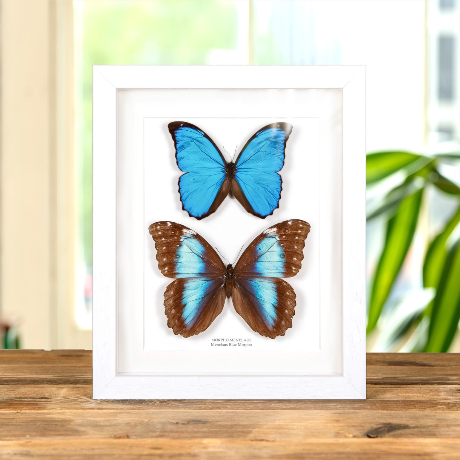 Menelaus Blue Morpho Butterfly Male & Female Pair In Box Frame (Morpho ...