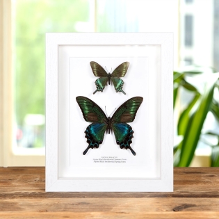 Alpine Black Swallowtail Spring & Summer Form Butterfly Pair (Papilio ...