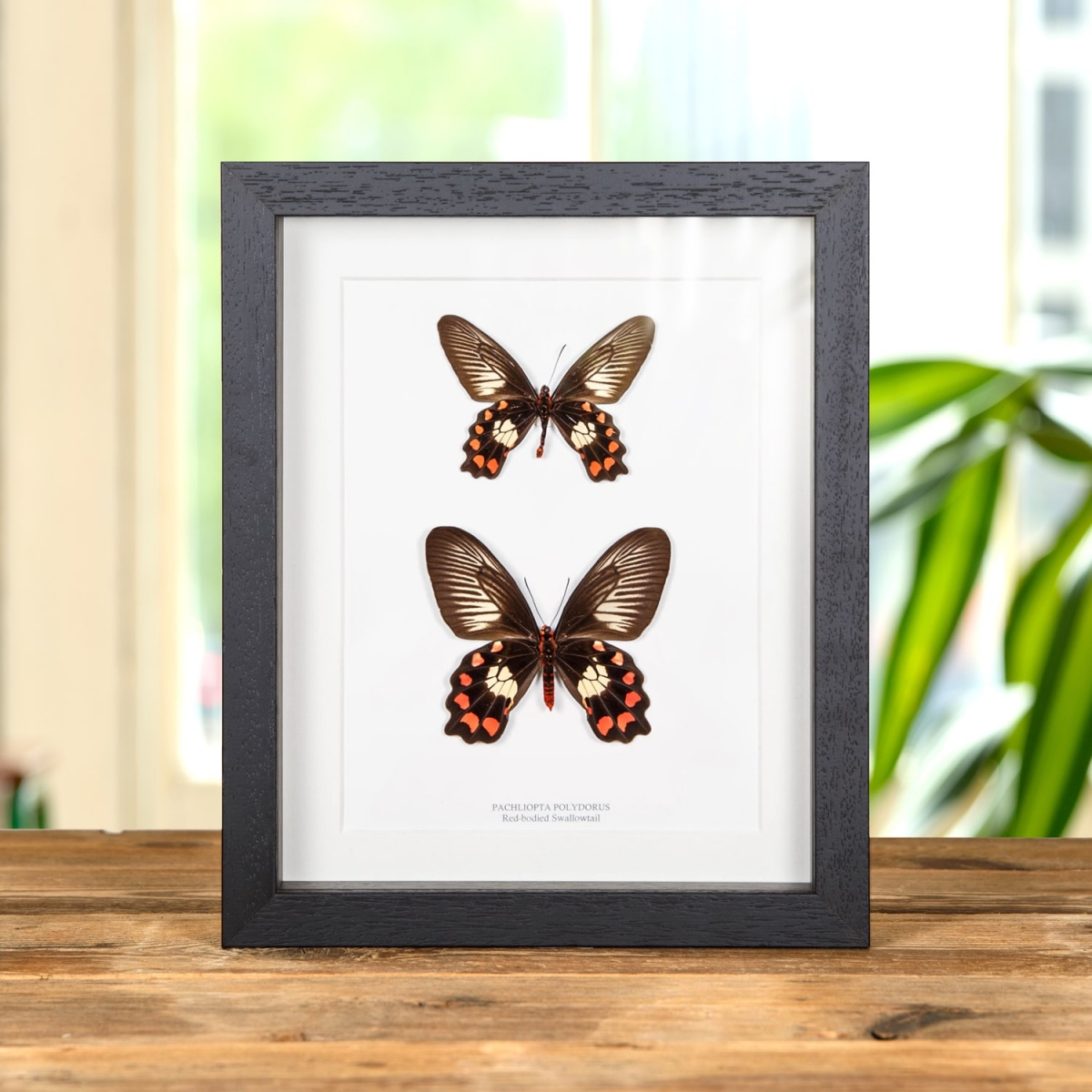 Red-bodied Swallowtail Butterfly Male & Female In Box Frame (Pachliopta ...