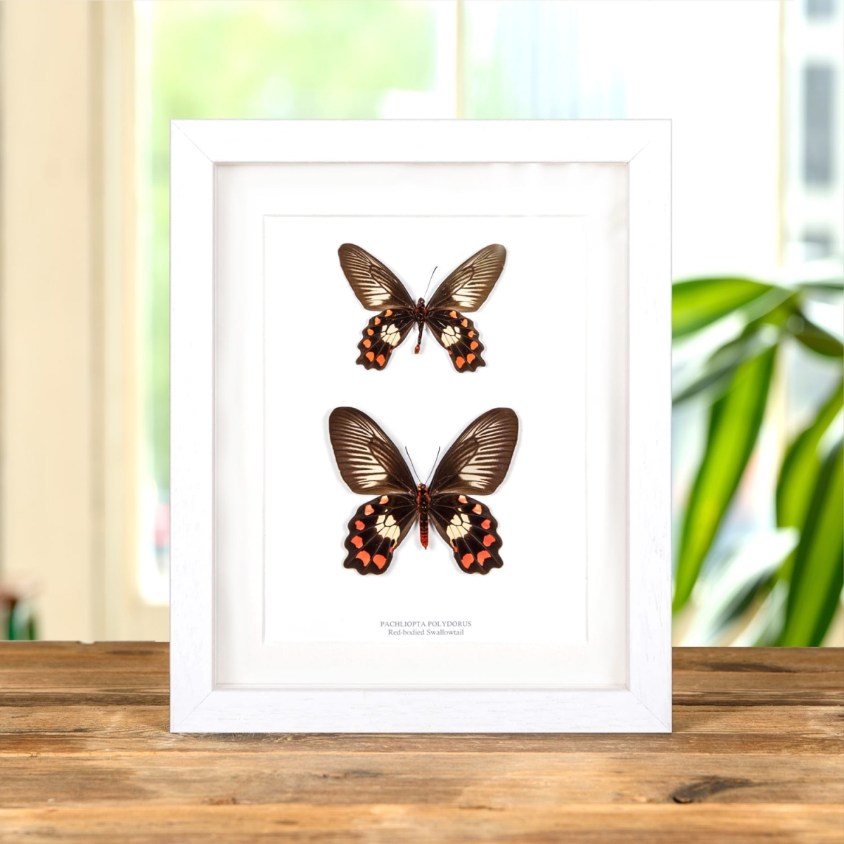 Red-bodied Swallowtail Butterfly Male & Female In Box Frame (Pachliopta ...