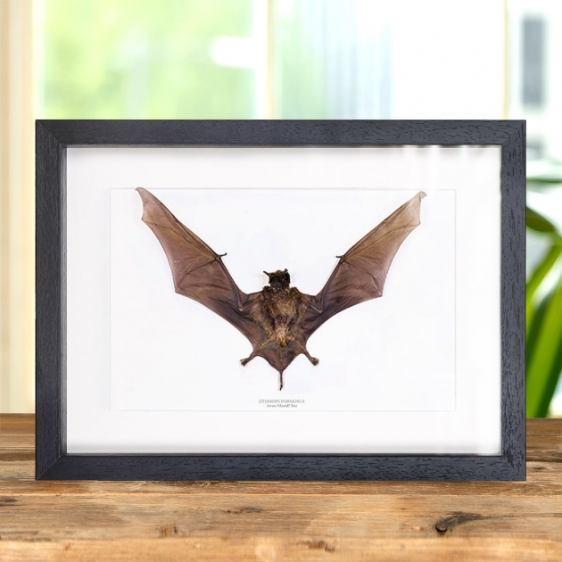 Bat Taxidermy Frames | Framed Bats | Minibeast