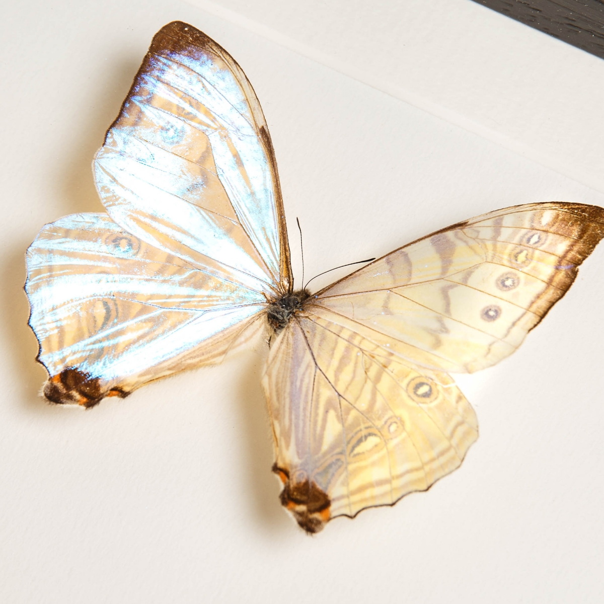 Sulkowsky's Morpho Butterfly Male & Female Pair In Box Frame (Morpho ...