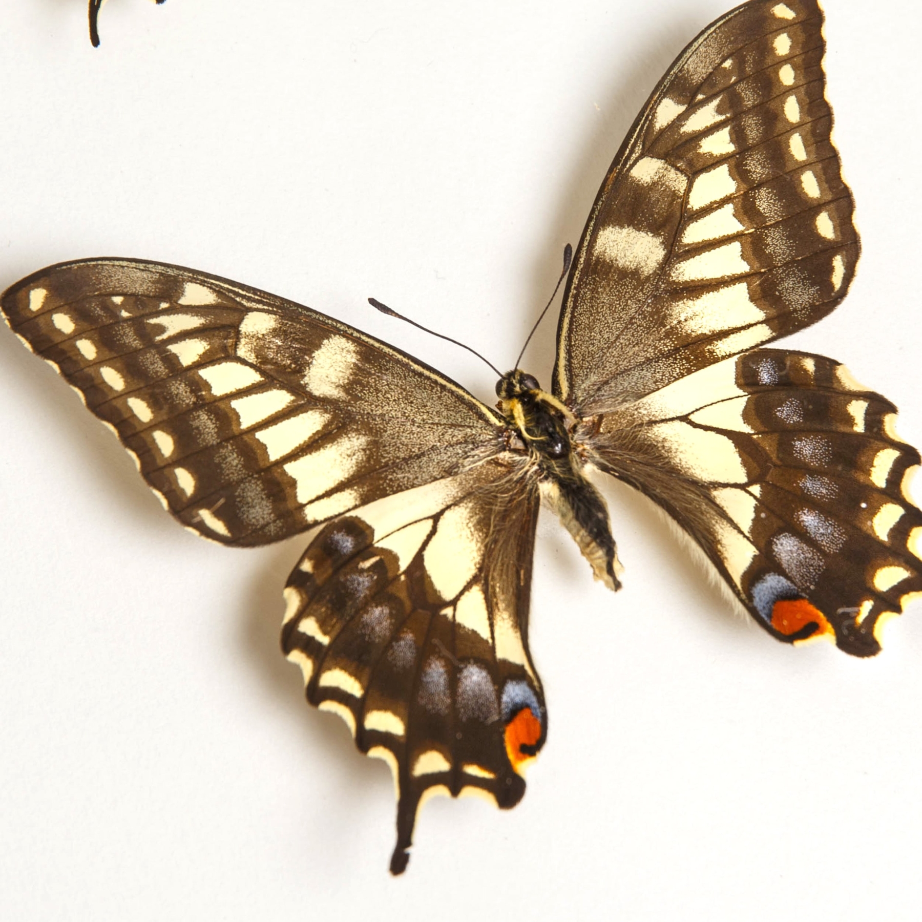 Old World Swallowtail Butterfly Pair In Box Frame (Papilio machaon)