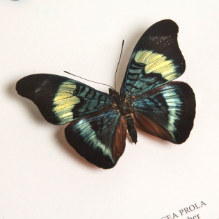 Red Flasher Butterfly Pair In Box Frame (Panacea prola)