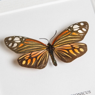 Red Day-flying Moth In Box Frame (Campylotes histrionicus)