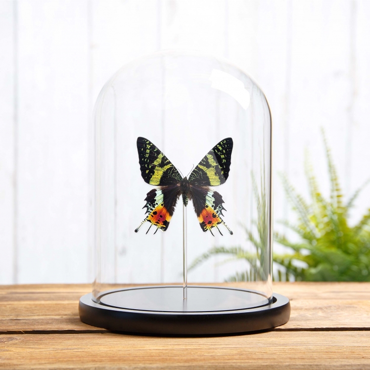 Golden Moon Moth In Glass Dome With Wooden Base (Actias sinensis)