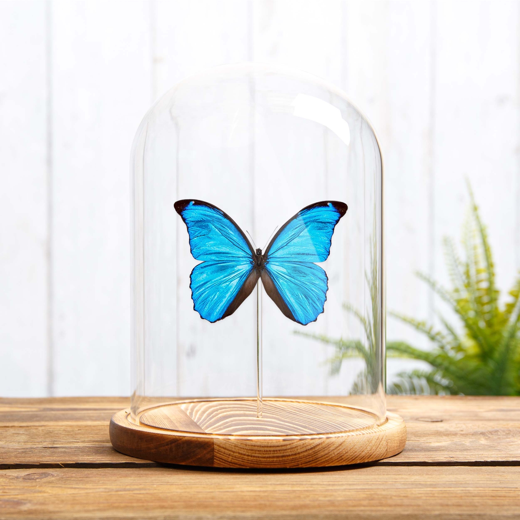 Menelaus Blue Morpho Butterfly In Glass Dome (Morpho menelaus)