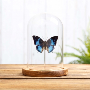 Western Blue Charaxes Butterfly In Glass Dome (Charaxes smaragdalis)