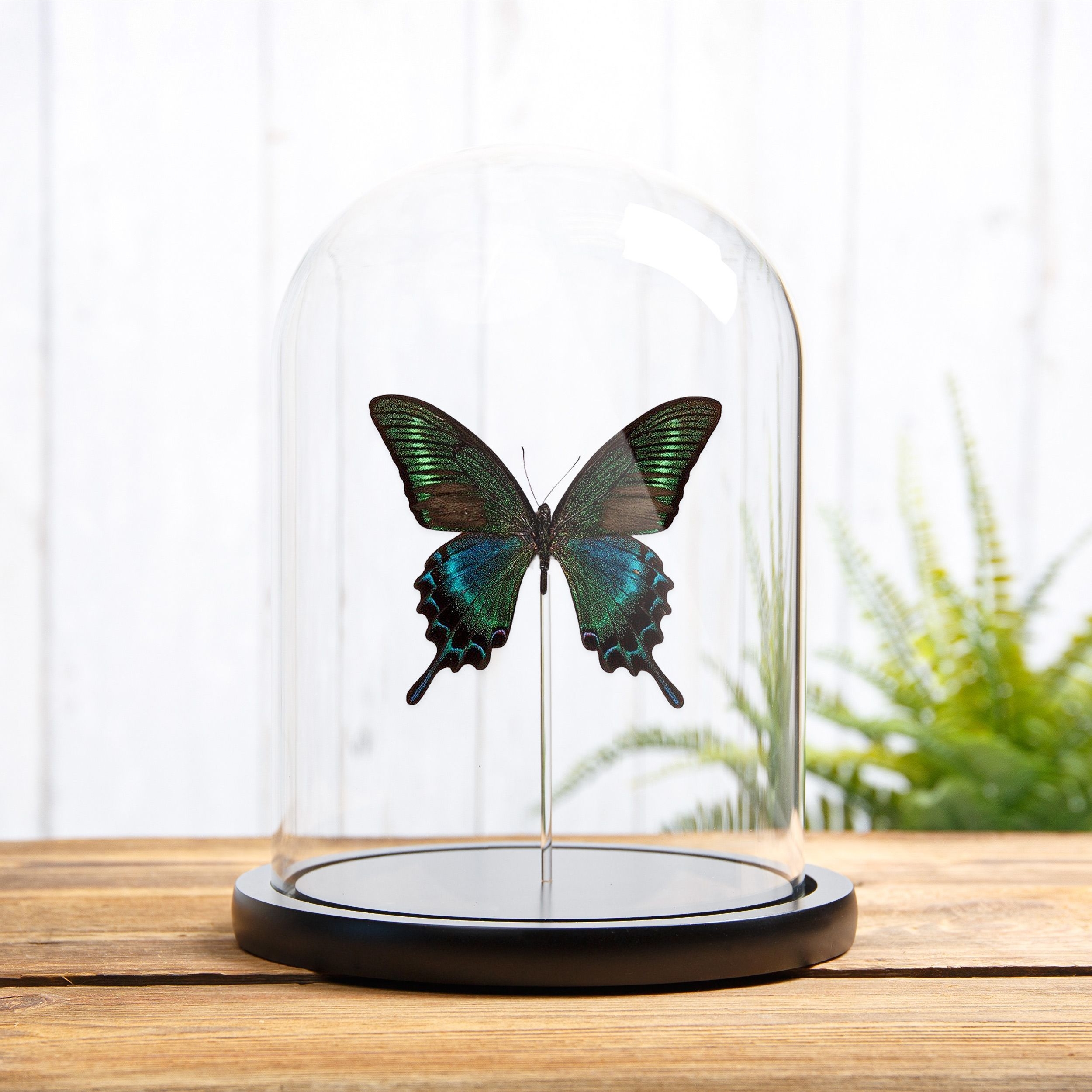 Alpine Black Swallowtail Summer Form (Papilio maackii)