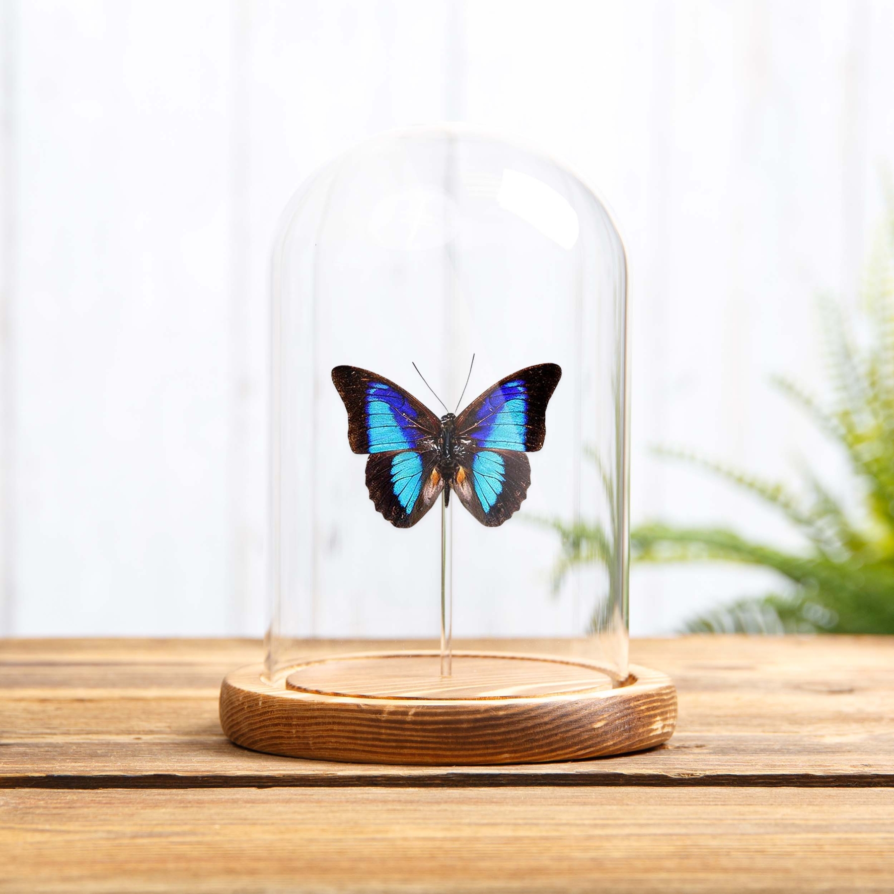 Shaded-blue Leafwing In Glass Dome (Prepona Laertes octavia)