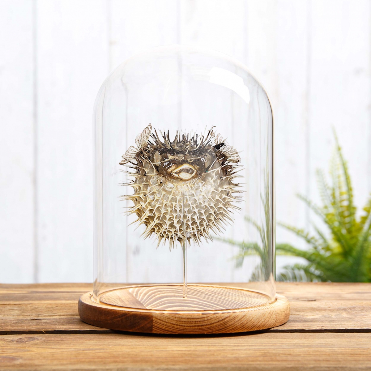 Puffer Fish In Glass Dome (Tetraodontidae)