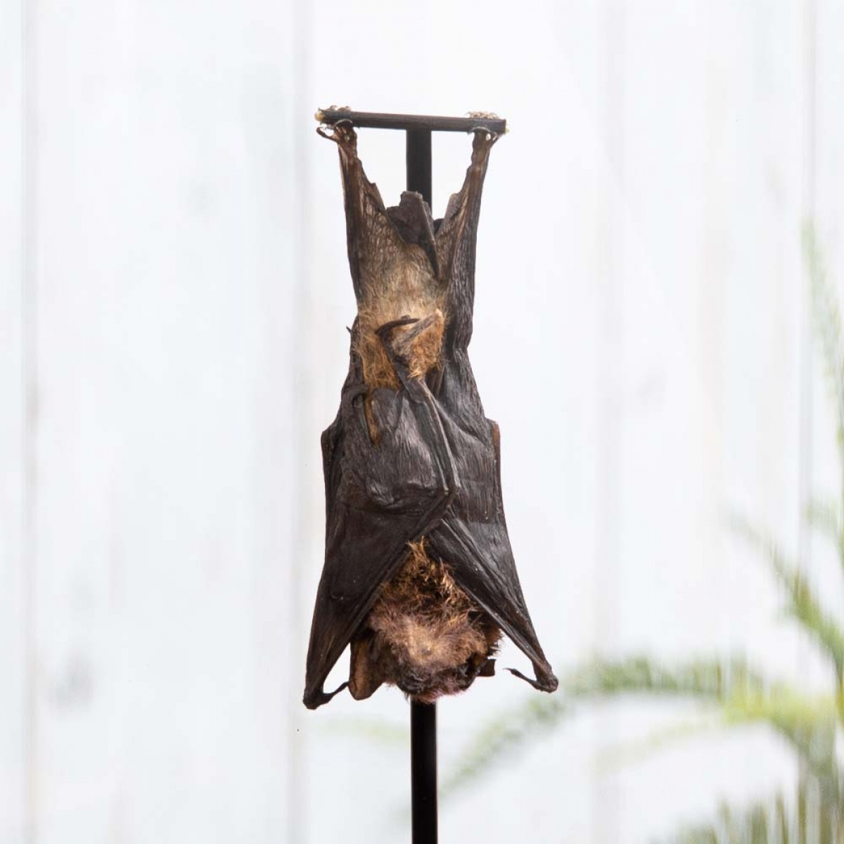 Long-fingered Bat In Glass Dome (Minipterus medius)
