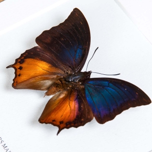 The Iron Rajah Butterfly In Box Frame (Charaxes mars mars)
