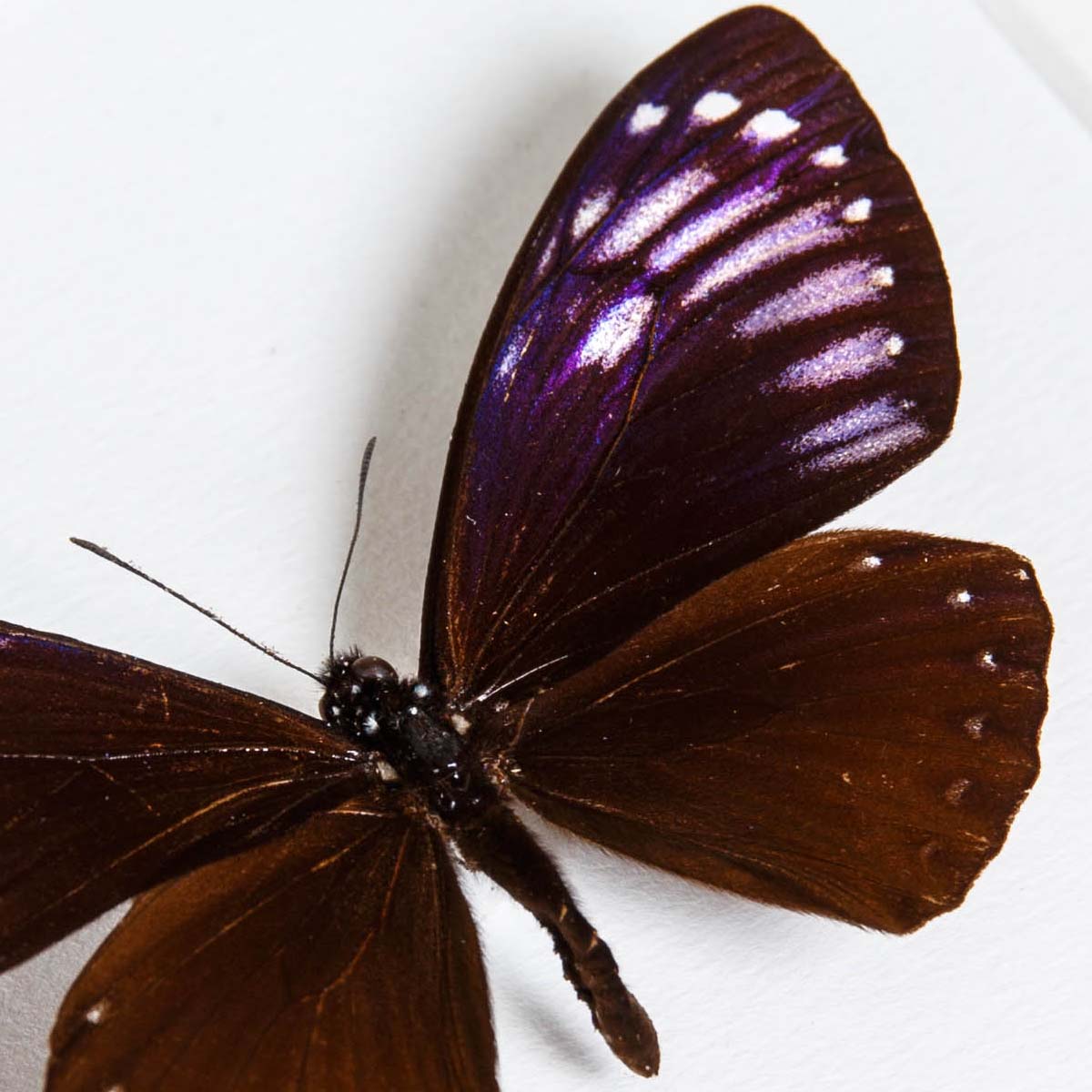Rare Great Blue Mime In Box Frame (Papilio paradoxa)