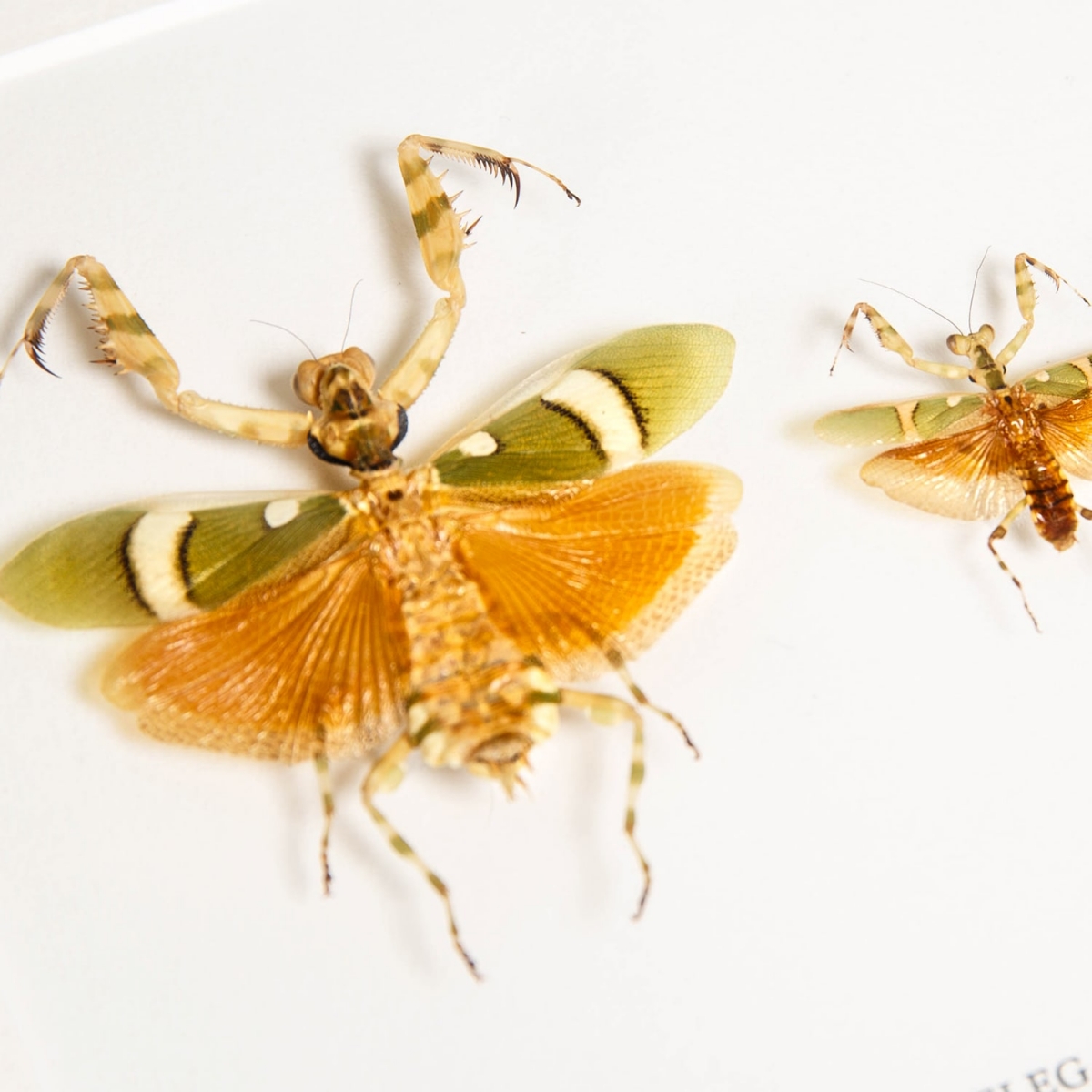 Banded Flower Mantis Male & Female Pair In Box Frame (Theopropus elegans)