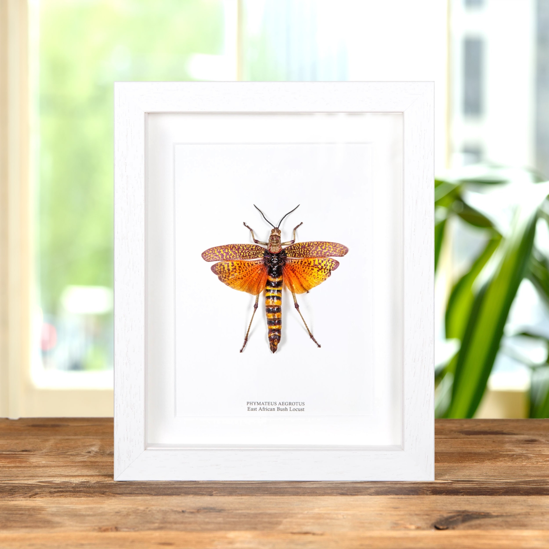 East African Bush Locust In Box Frame (Phymateus aegrotus)