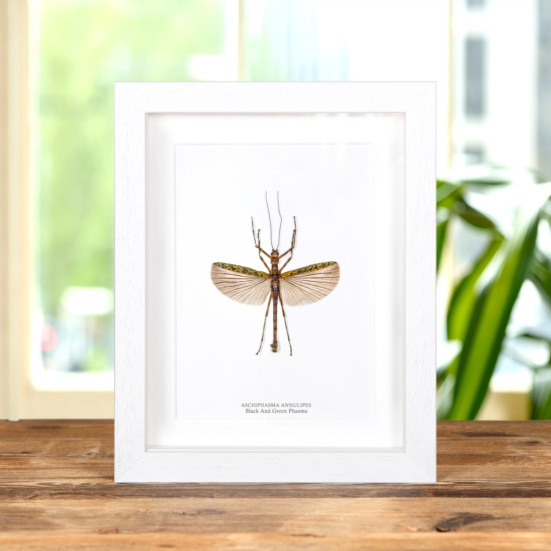 Black & Green Phasma Stick Insect In Box Frame (Aschiphasma annulipes)