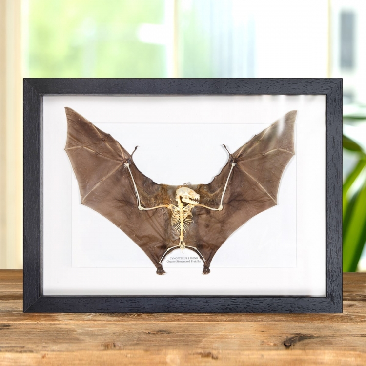 Bat Taxidermy Frames