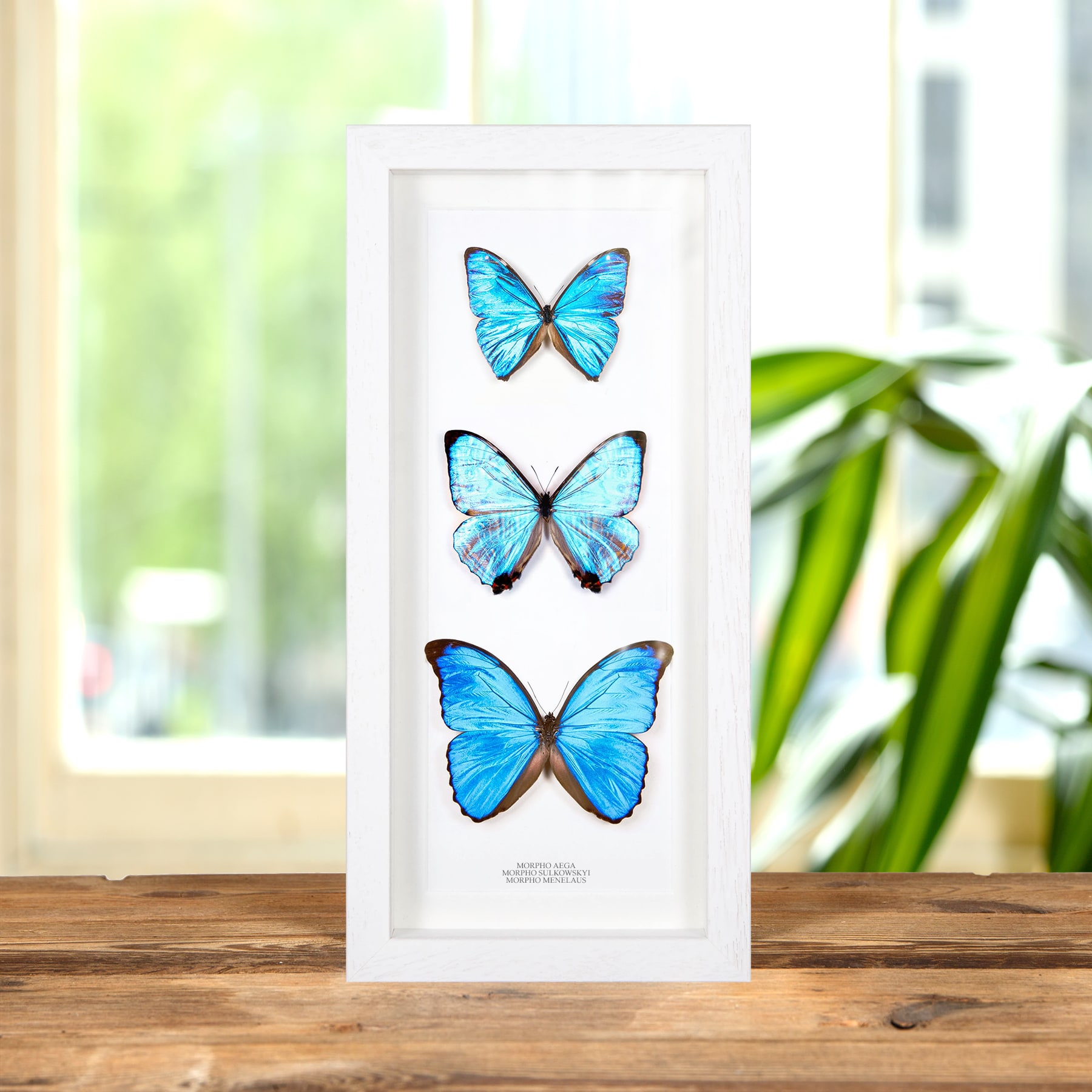 Morpho Trio In Box Frame (Morpho menelaus, sulkowskyi, aega)