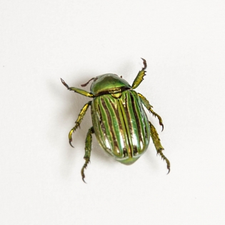 Glorious Scarab Beetle In Box Frame (Chrysina gloriosa)
