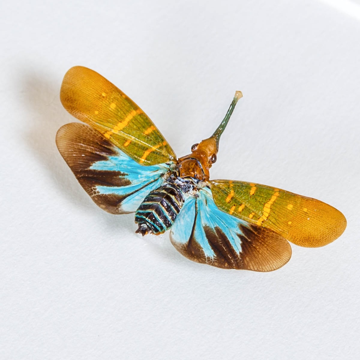 Latern Fly In Box Frame (Saiva transversolineata)