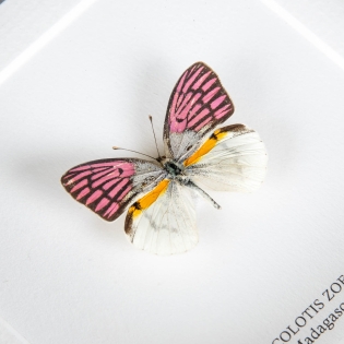 Colotis zoe Butterfly In Box Frame From Madagascar