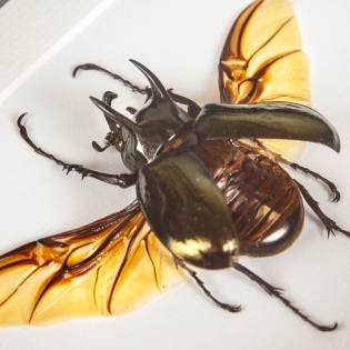 Atlas Beetle with Wings Spread In Box Frame (Chalcosoma atlas)