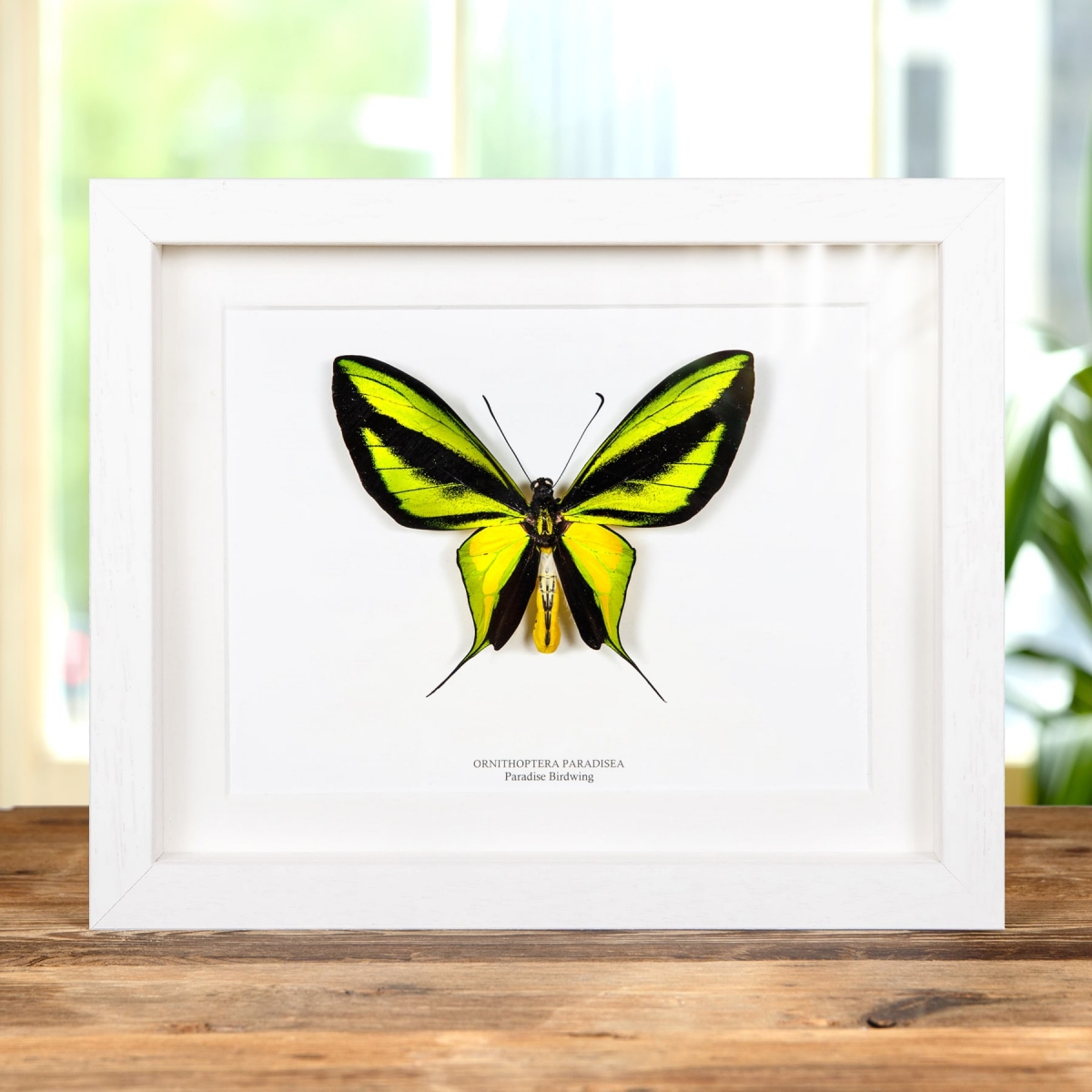 Paradise Birdwing In Box Frame (Ornithoptera paradisea)