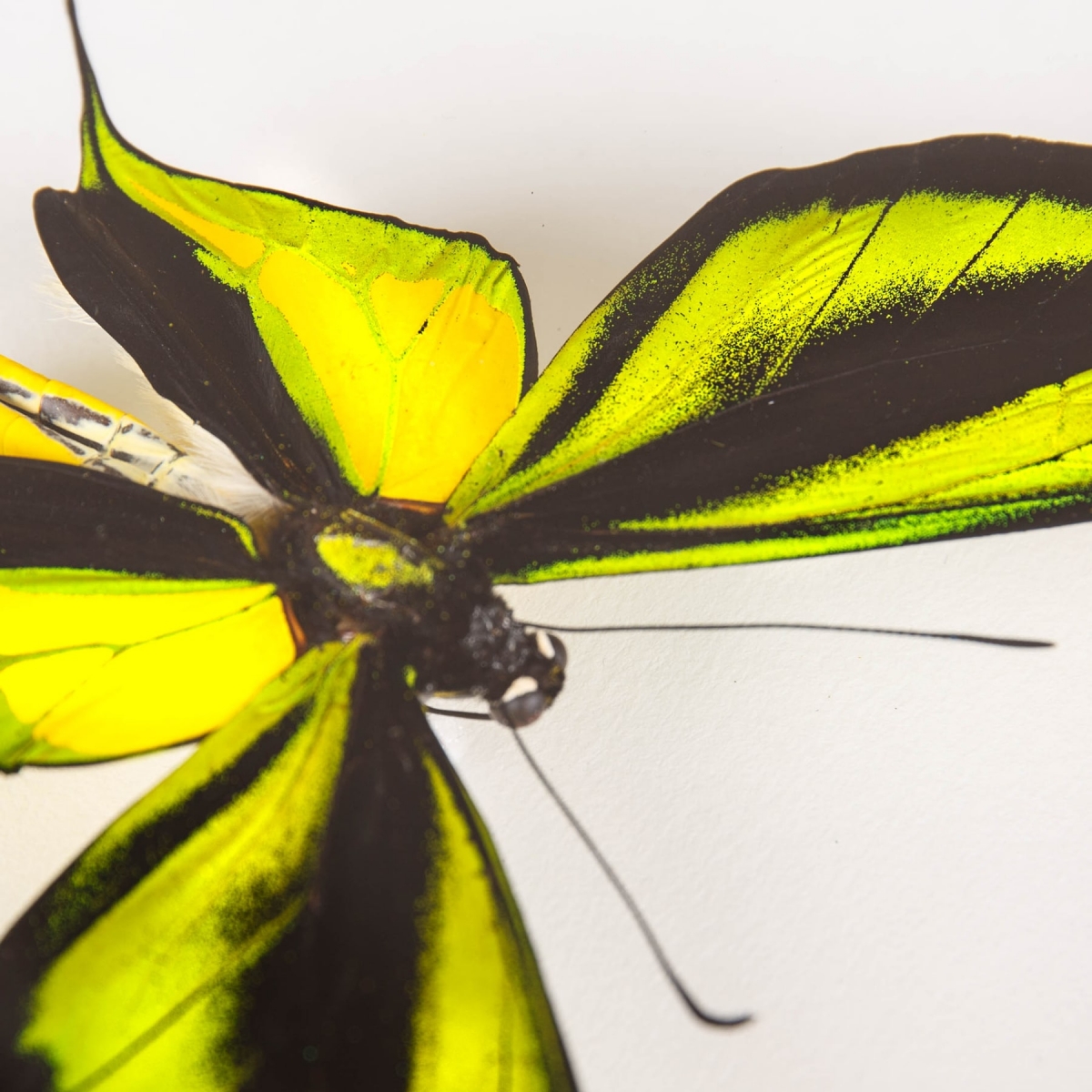 Paradise Birdwing In Box Frame (Ornithoptera paradisea)
