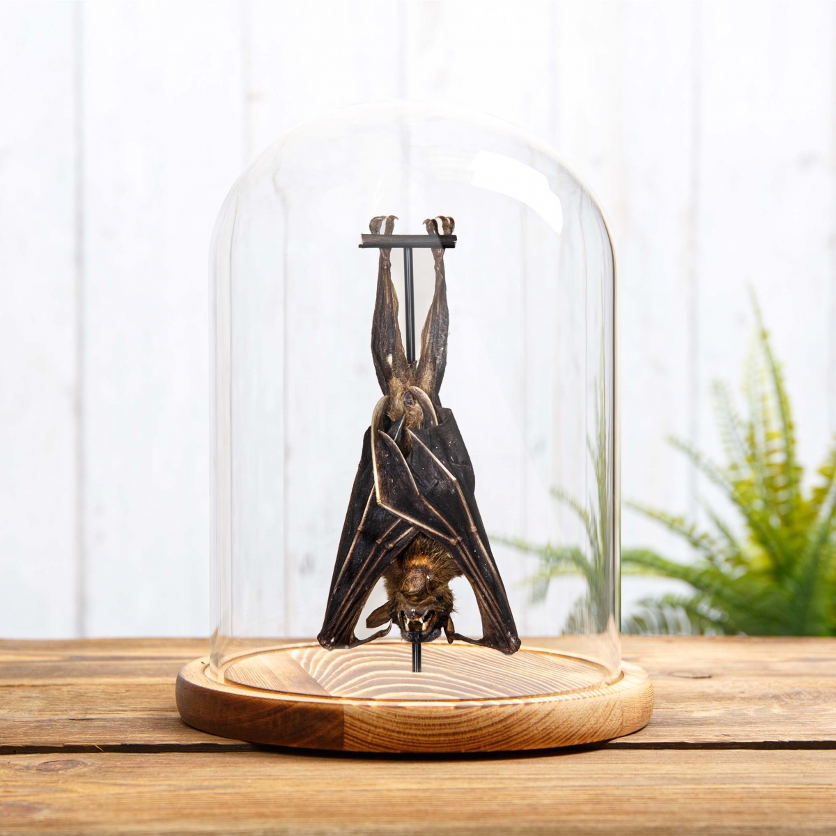 Hanging intermediate Long-fingered Bat In Glass Dome (Miniopterus medius)