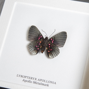 Apollo Metalmark Butterfly Ventral Side In Box Frame (Lyropteryx apollonia)