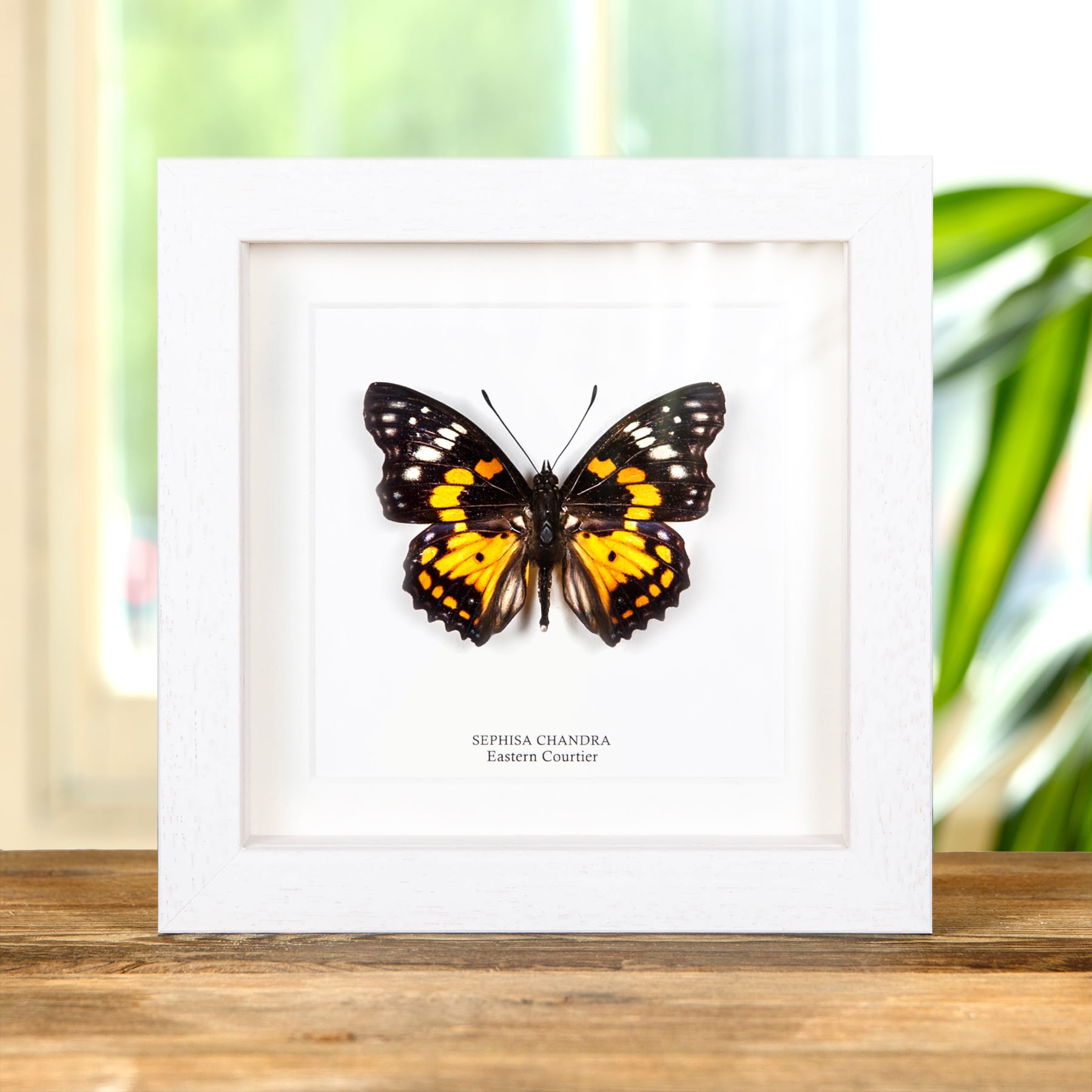 Eastern Courtier Butterfly In Box Frame (Sephisa chandra)