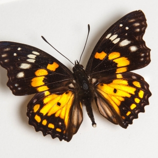 Eastern Courtier Butterfly In Box Frame (Sephisa chandra)