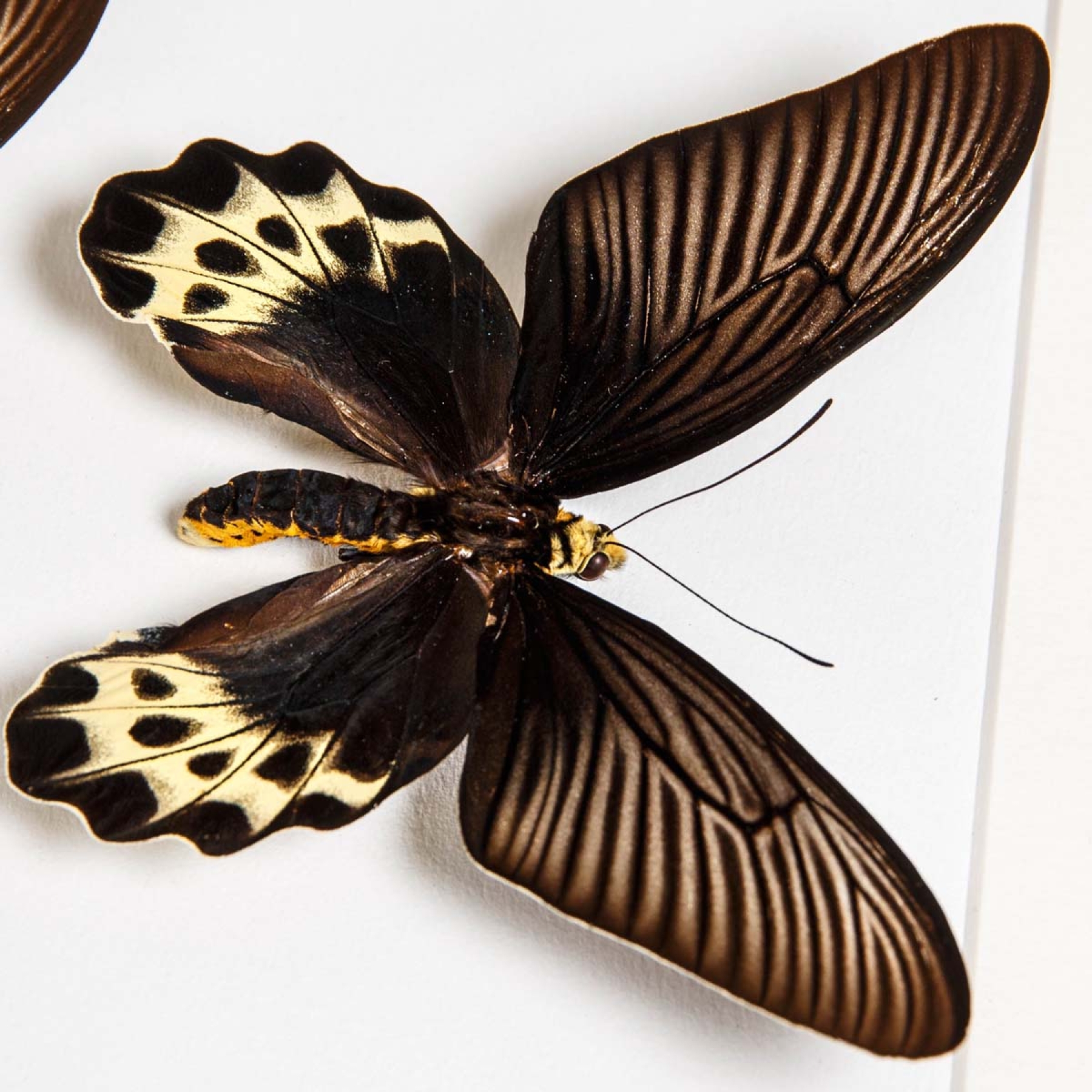 White-Head Batwing Butterfly Male & Female In Box Frame (Atrophaneura ...