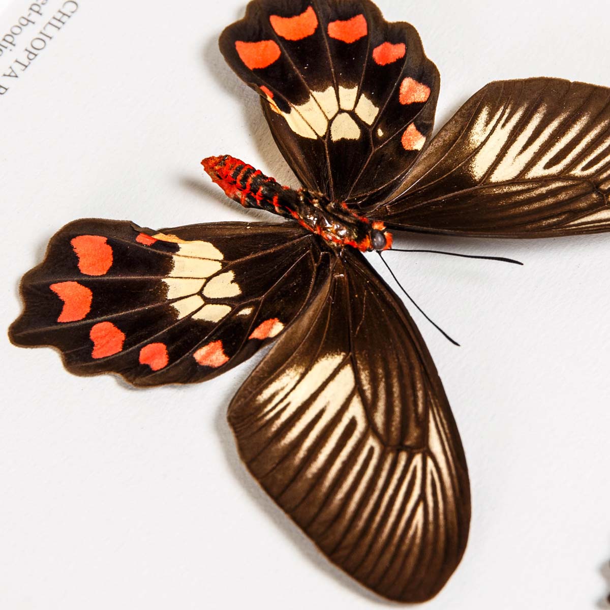 Red-bodied Swallowtail Butterfly Male & Female In Box Frame (Pachliopta ...