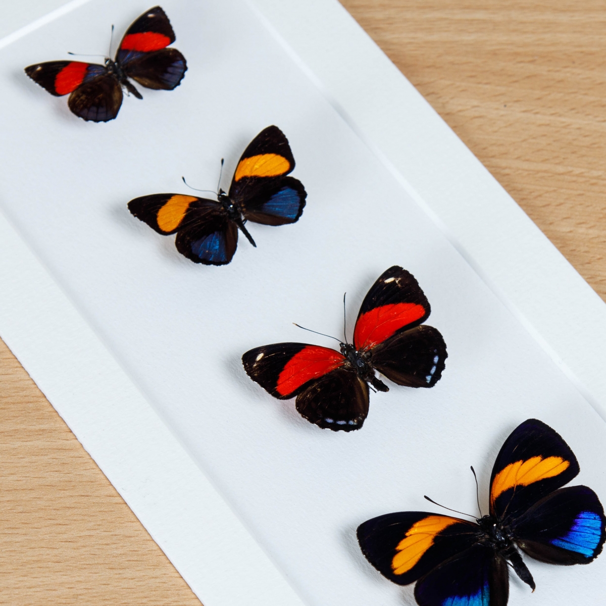 Eighty-eight Butterfly Quartet In Box Frame (Callicore sp)