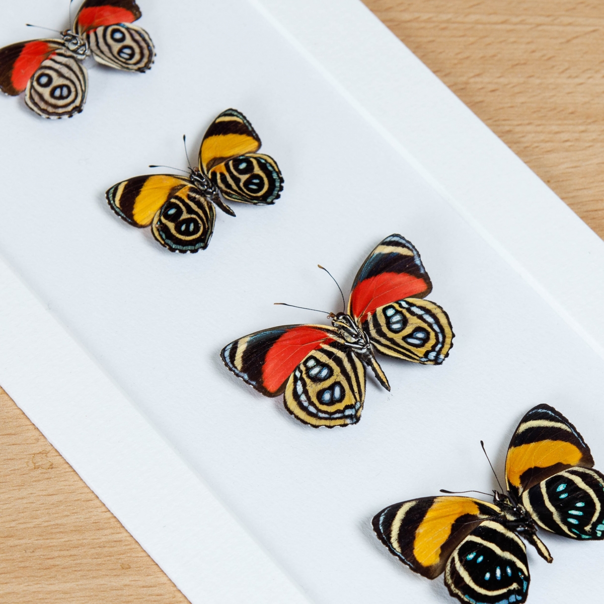 Eighty-eight Butterfly Quartet Ventral Side In Box Frame (Callicore sp)